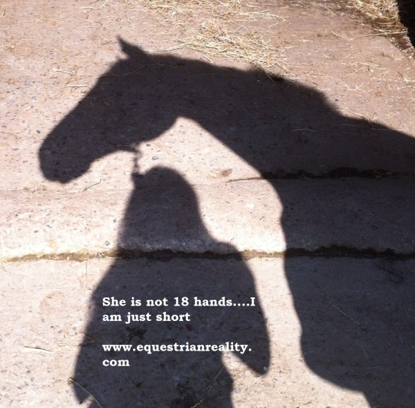 The Reality of Being A Hobbit Height Rider / Groom – Equestrian Reality